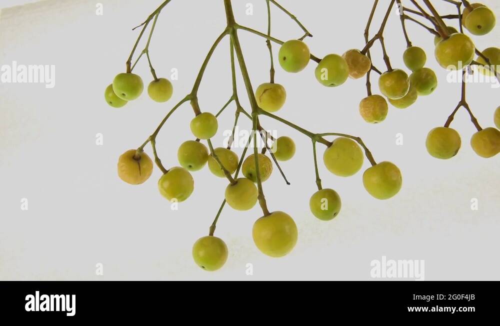 Melia tree Stock Videos & Footage - HD and 4K Video Clips - Alamy