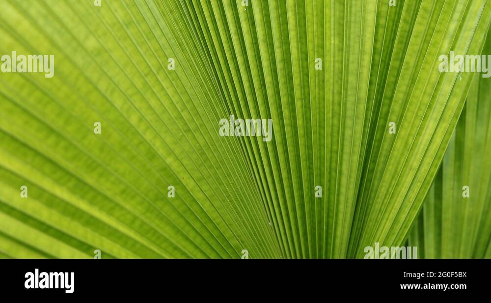 Plant leaf pattern Stock Videos & Footage - HD and 4K Video Clips - Alamy