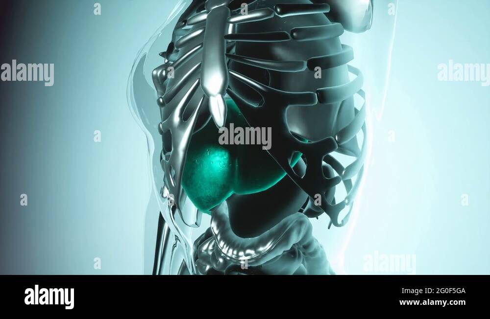 human liver model with all organs and bones Stock Video Footage - Alamy