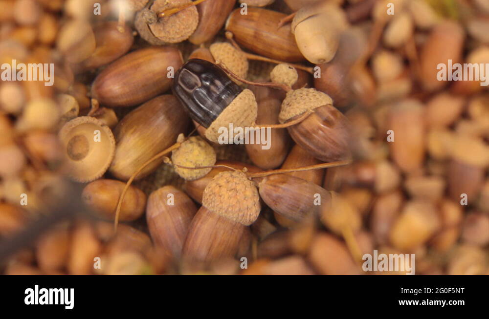 Study with a magnifying glass, rotating background made from acorns ...