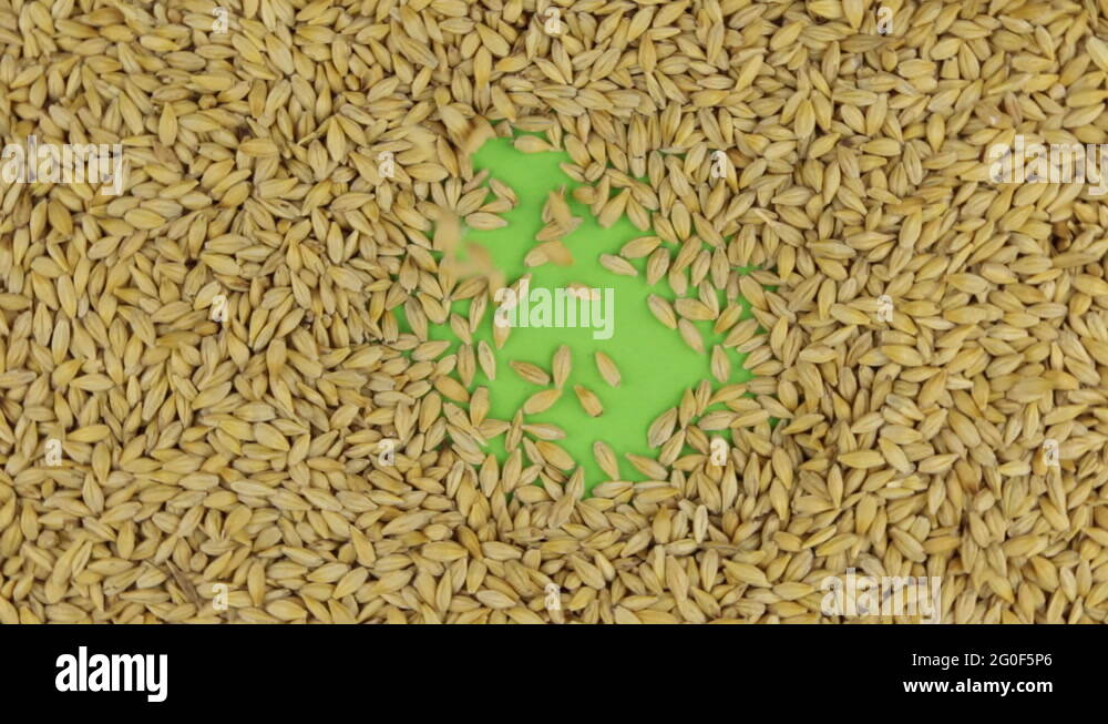 Barley grains fall on a rotating green screen, fill up to a full barley ...