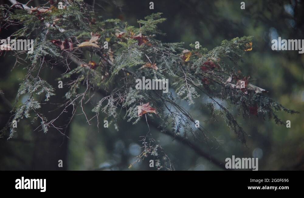 Eastern hemlock Stock Videos & Footage - HD and 4K Video Clips - Alamy