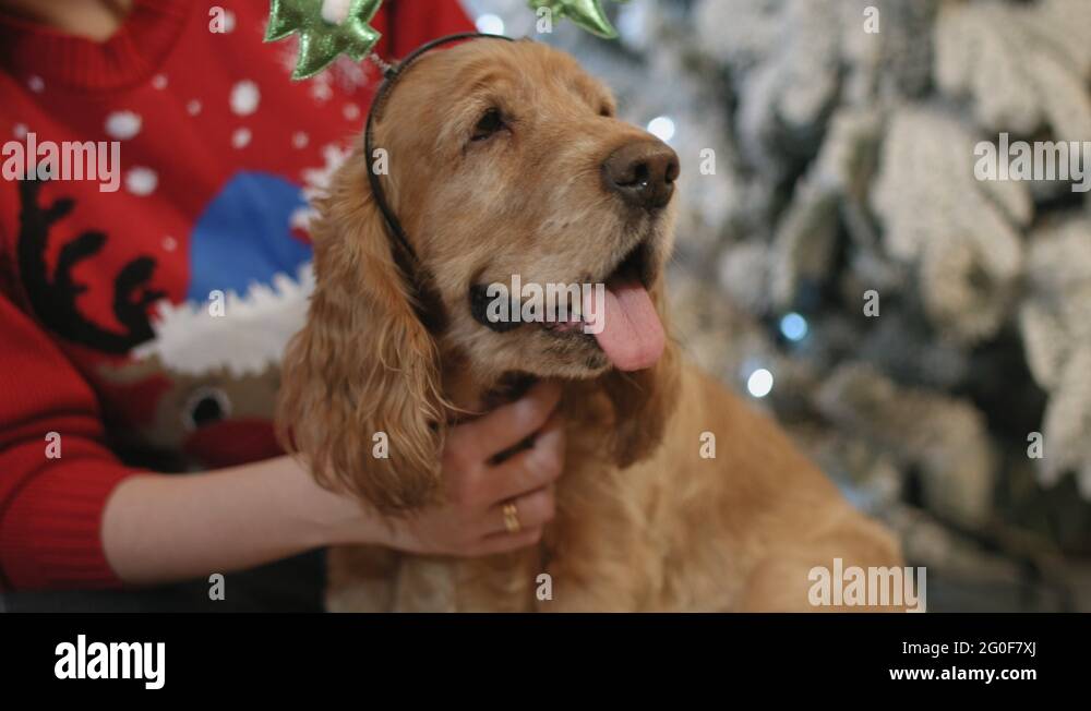 Cocker spaniel smiling Stock Videos & Footage - HD and 4K Video Clips ...