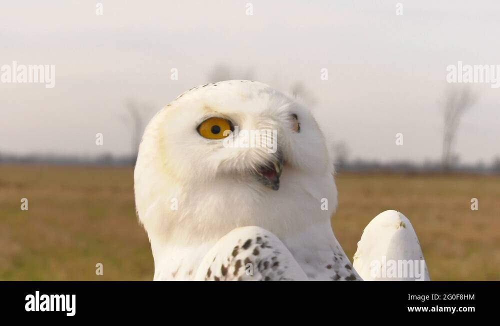 Wings half open Stock Videos & Footage - HD and 4K Video Clips - Alamy