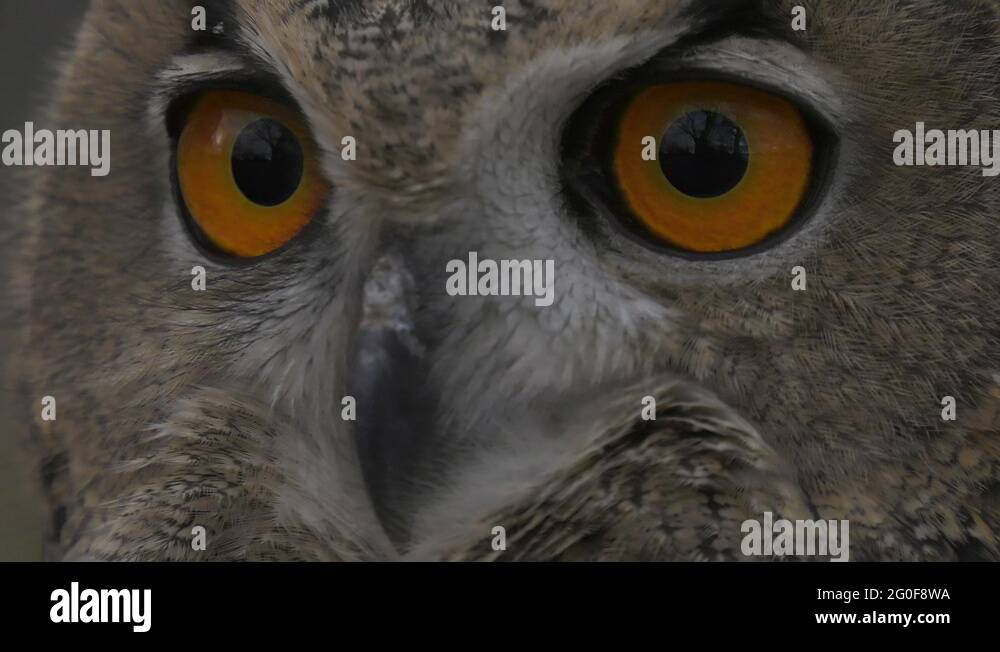 Beauty owl Stock Videos & Footage - HD and 4K Video Clips - Alamy