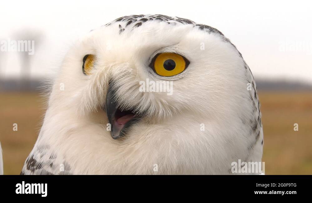 Bird with beak wide open Stock Videos & Footage - HD and 4K Video Clips ...