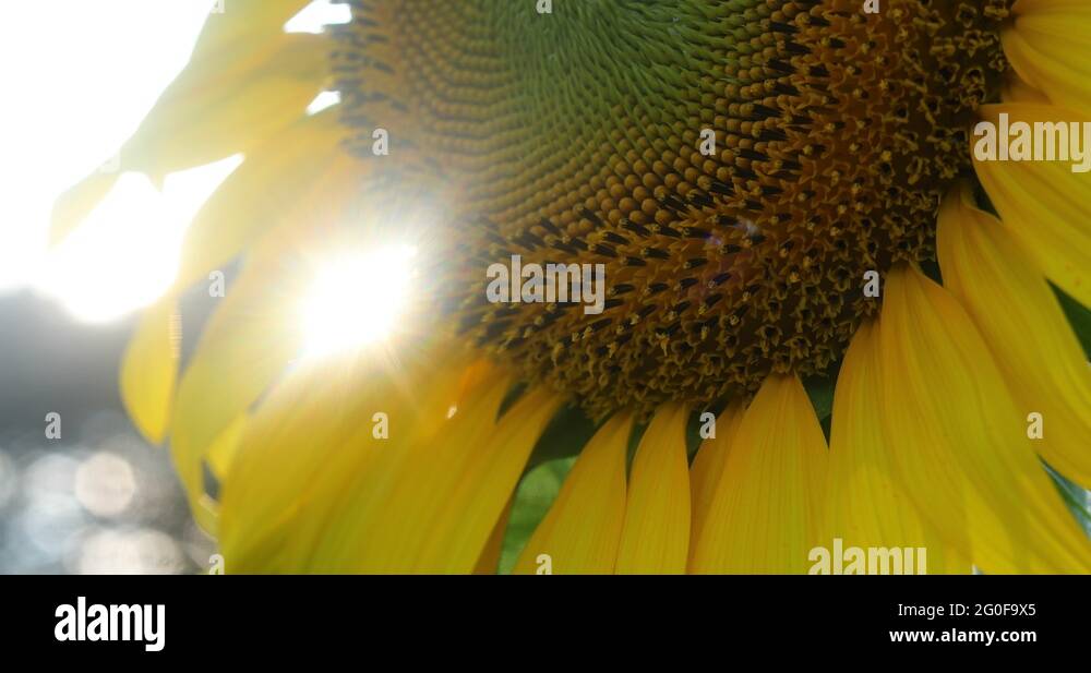 Sunlight through flower Stock Videos & Footage - HD and 4K Video Clips ...