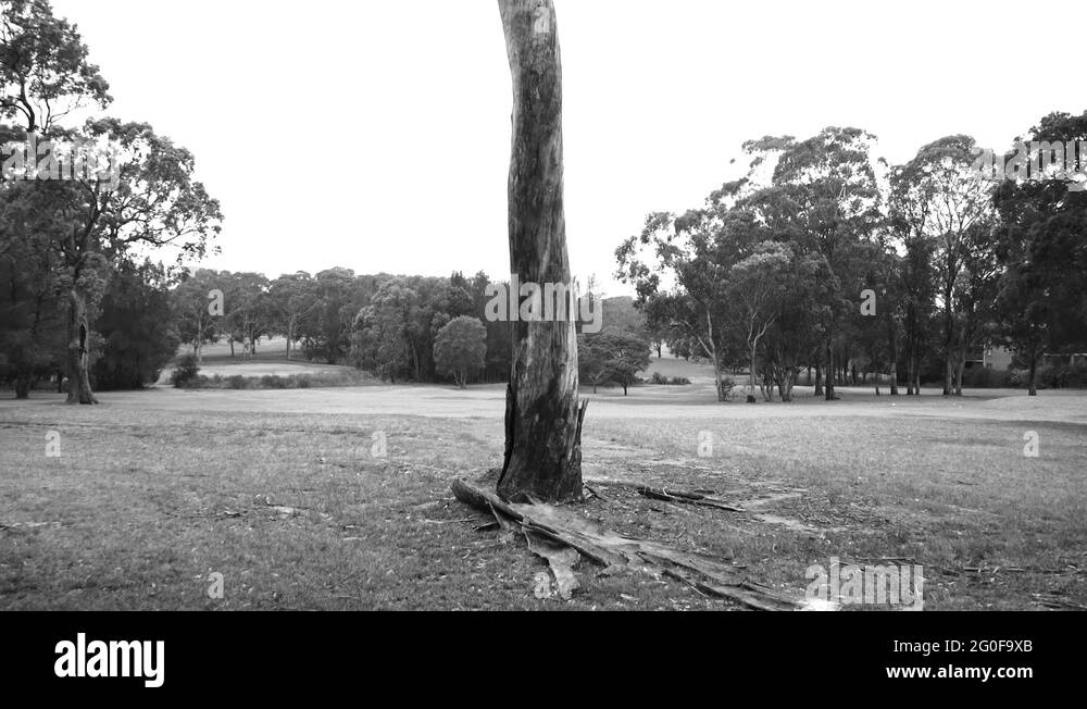 Black tree stump Stock Videos & Footage - HD and 4K Video Clips - Alamy