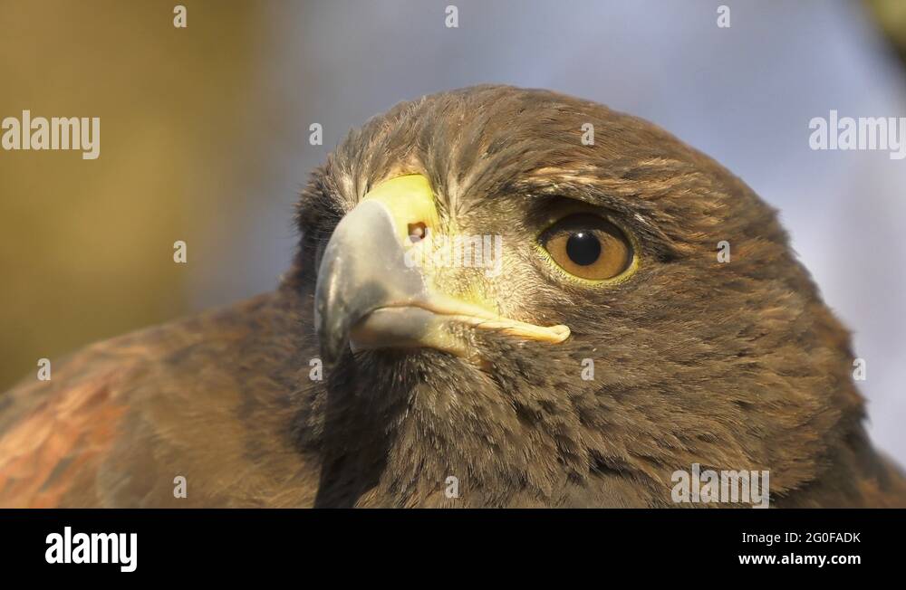 Eye of the hawk Stock Videos & Footage - HD and 4K Video Clips - Alamy