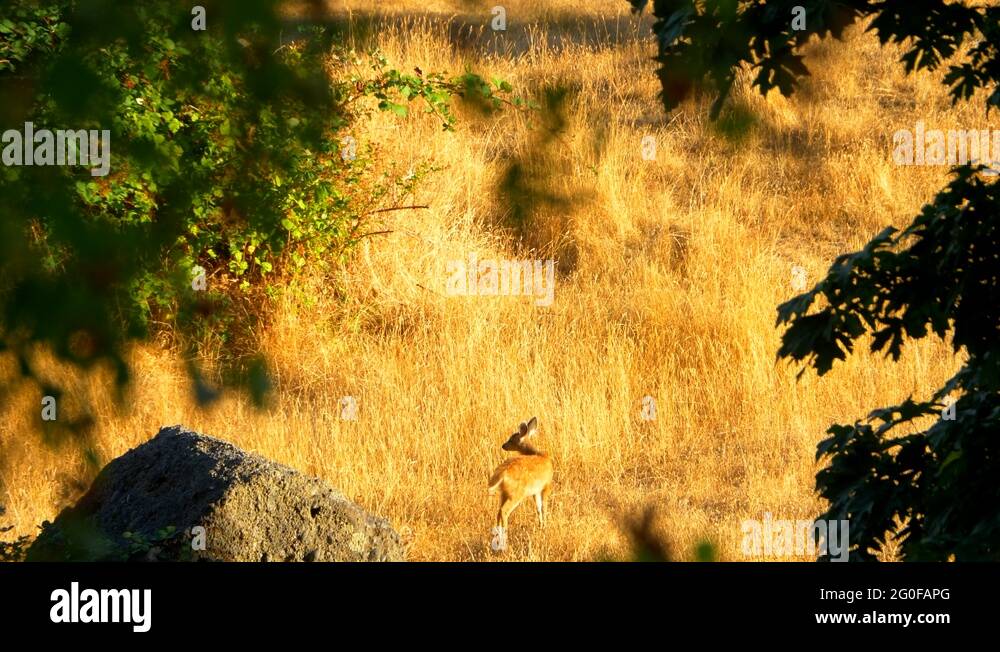 Animal field landscape Stock Videos & Footage - HD and 4K Video Clips ...