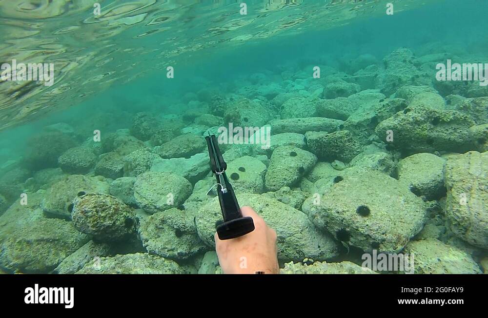 Man hunts fish underwater with a speargun in the sea. Speargun hunting ...