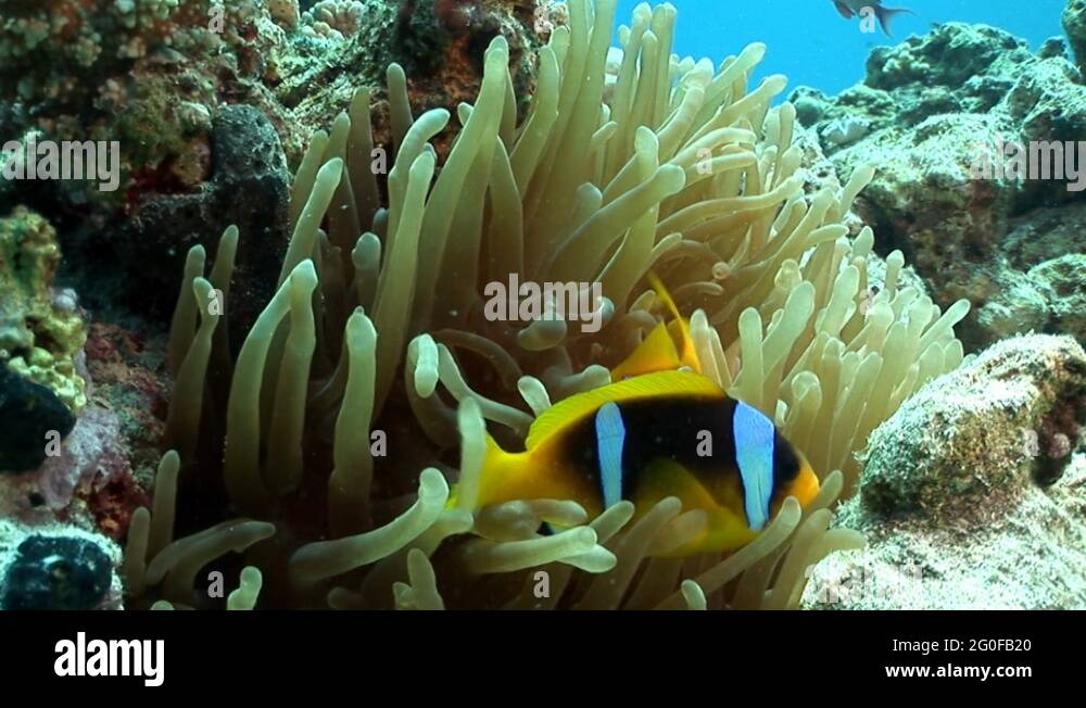 Stichodactylidae Stock Videos & Footage - HD and 4K Video Clips - Alamy