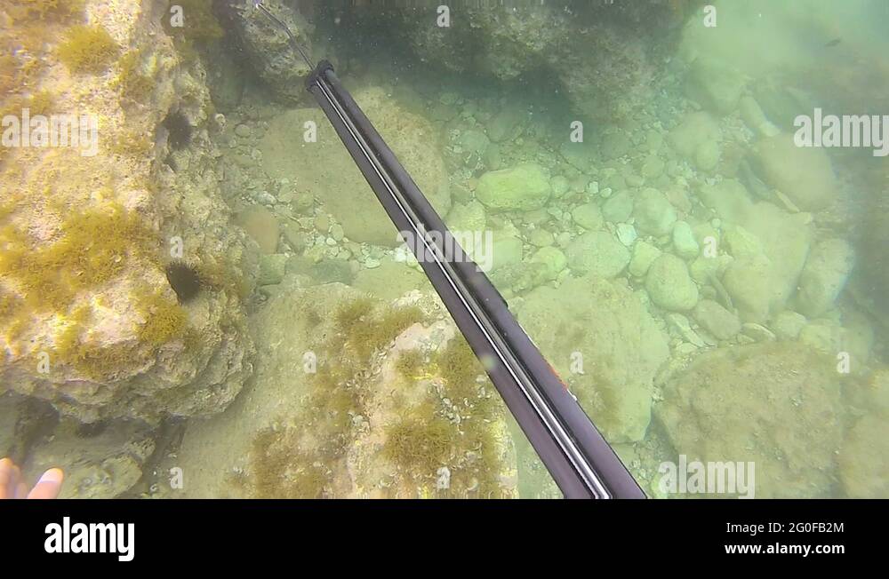 Man hunts fish underwater with a speargun in the sea. Speargun hunting ...