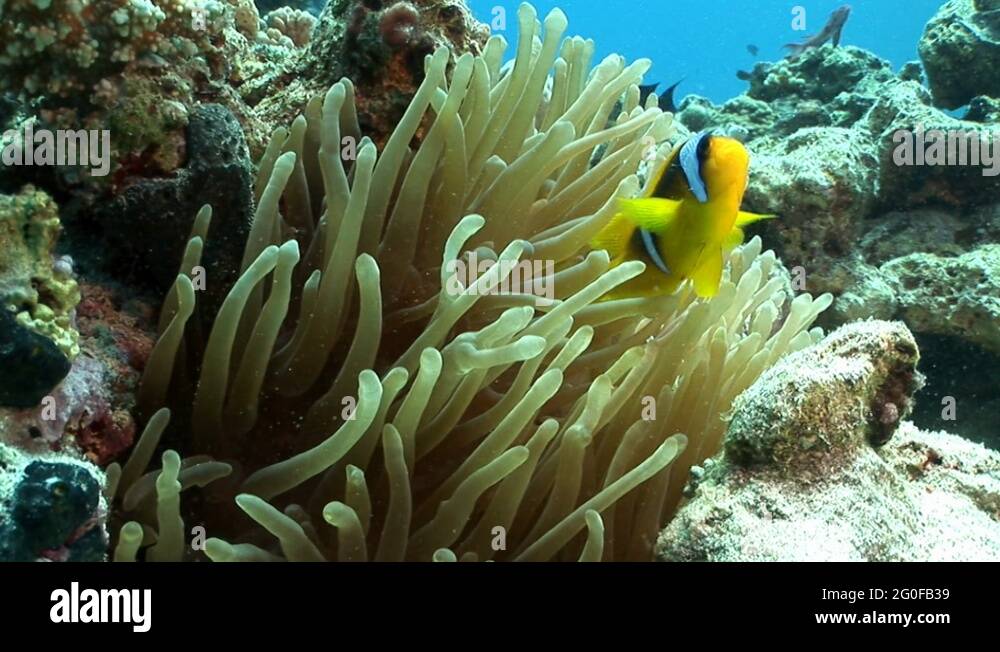 Clown fish bright orange color in Bubble Anemone Actinidae underwater ...