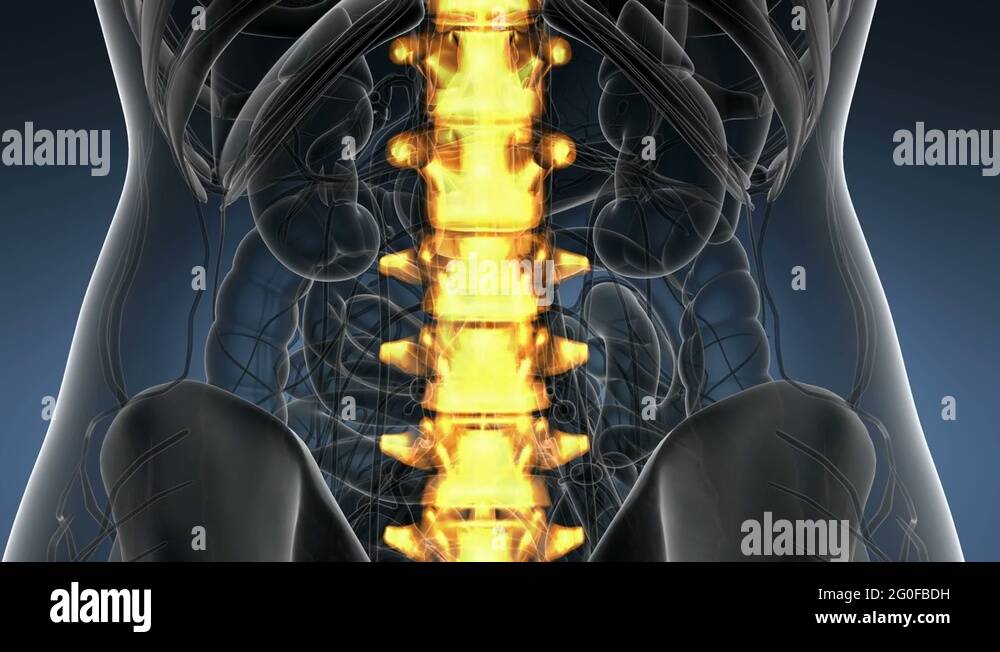 SPINE bone skeleton x-ray scan Stock Video Footage - Alamy