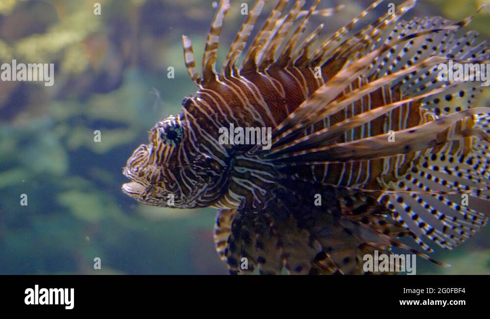 Fish underwater tropical lionfish Stock Videos & Footage - HD and 4K ...