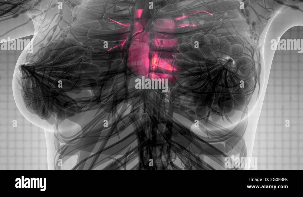 science anatomy scan of human heart glowing Stock Video Footage - Alamy