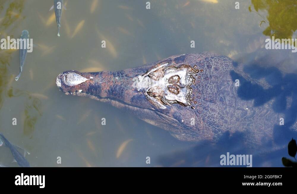 Crocodile fishes Stock Videos & Footage - HD and 4K Video Clips - Alamy