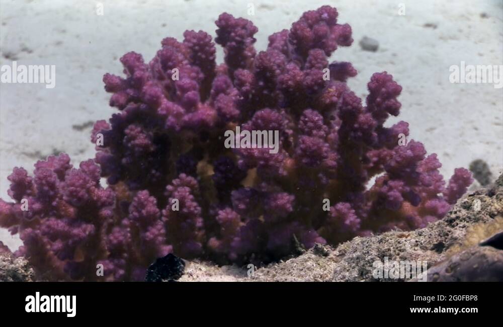 Underwater relax video about purple violet Coral in pure transparent of ...