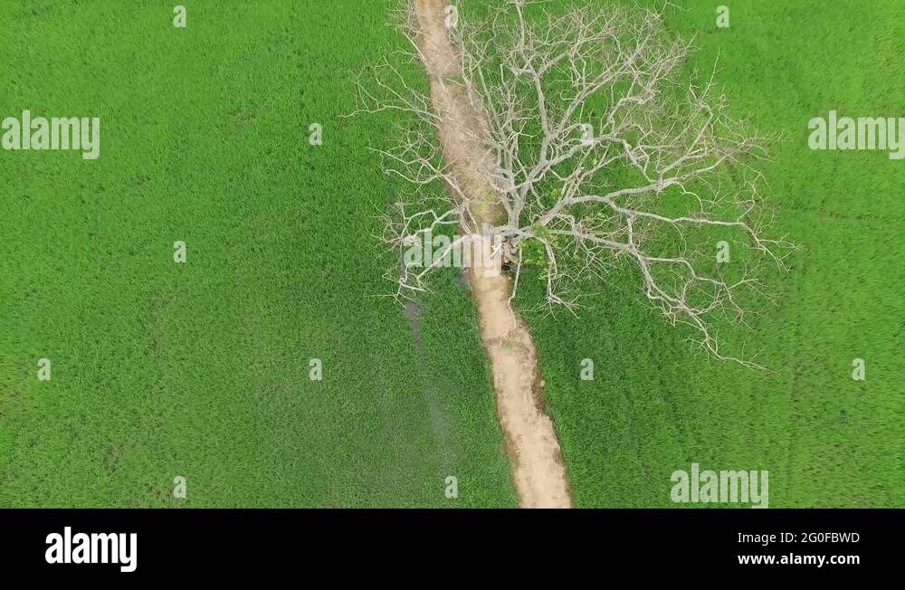 White tree Stock Videos & Footage - HD and 4K Video Clips - Alamy