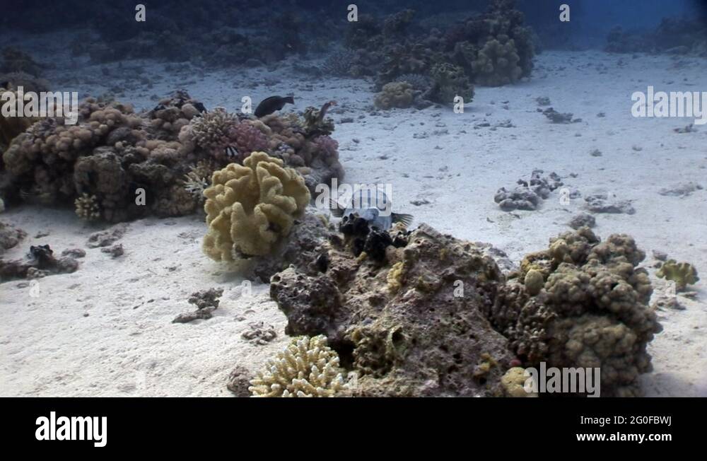 Giant puffer fish Arothron stellatus Tetraodontidae underwater of Shaab ...