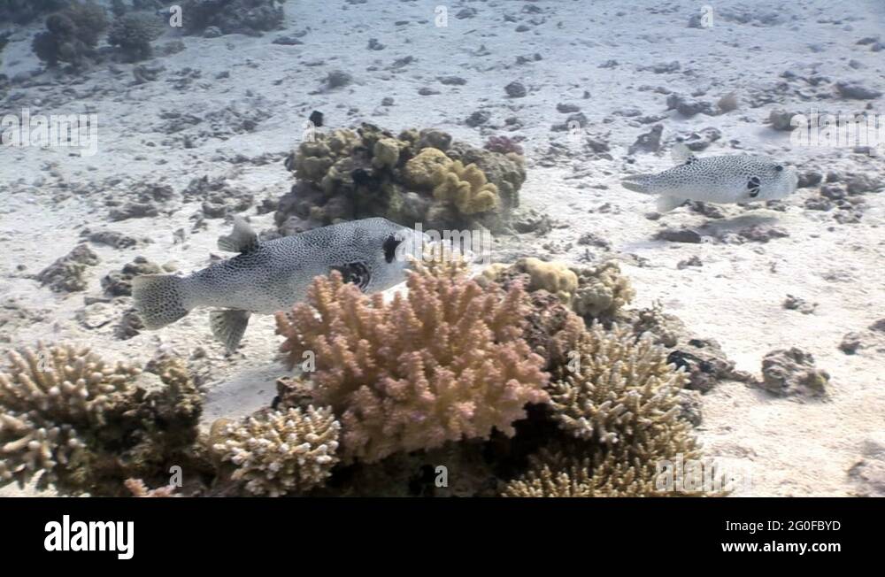 Giant puffer fish Arothron stellatus Tetraodontidae underwater of Shaab ...