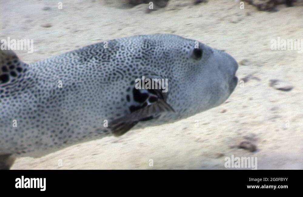 Toothy giant puffer fish Arothron stellatus underwater of Shaab Sharm ...