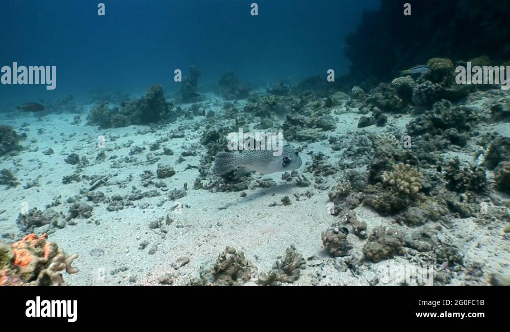 Toothy giant puffer fish Arothron stellatus underwater of Shaab Sharm ...