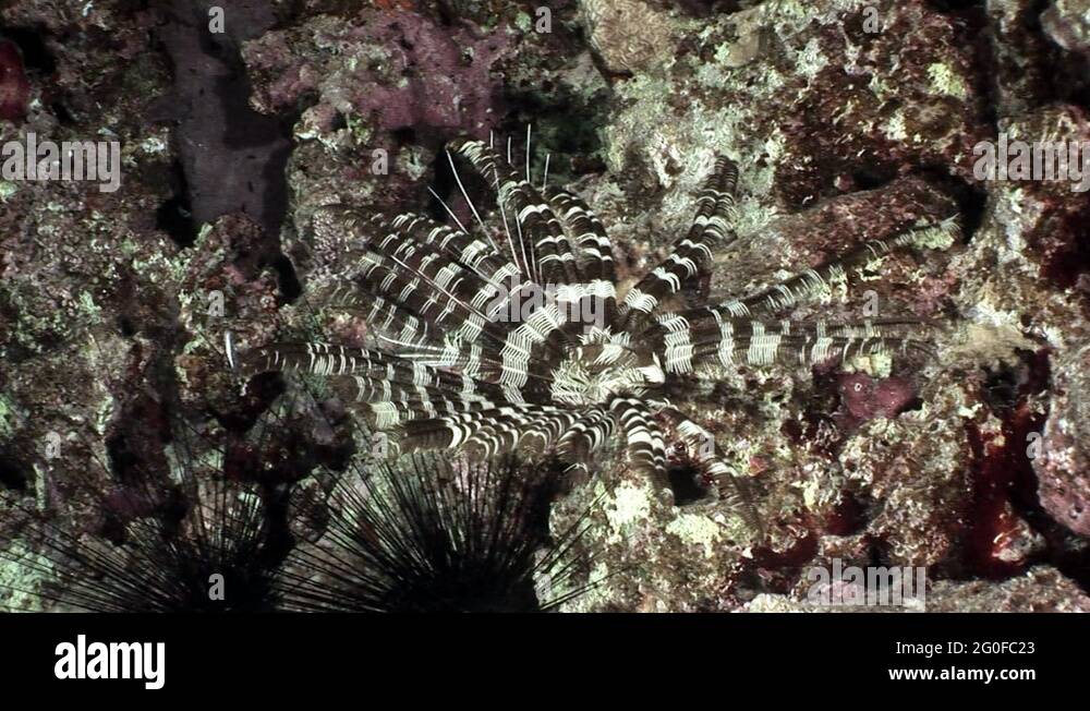 Underwater relax video about sea lily Oligometra Serripinna of Shaab ...