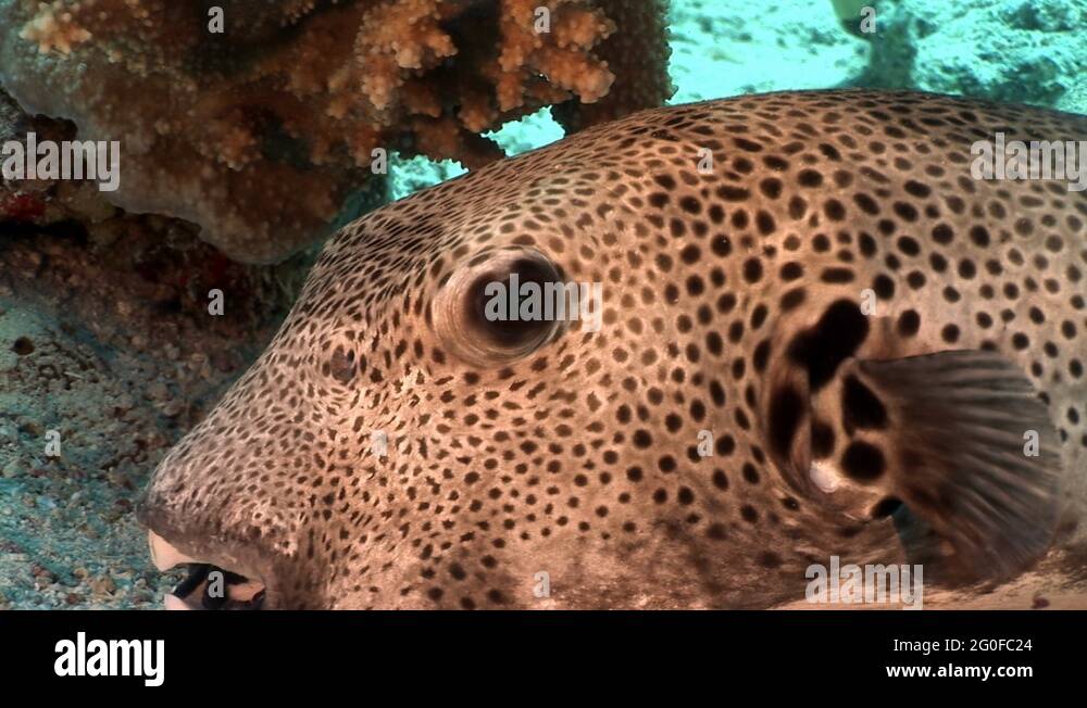 Toothy giant puffer fish Arothron stellatus underwater of Shaab Sharm ...