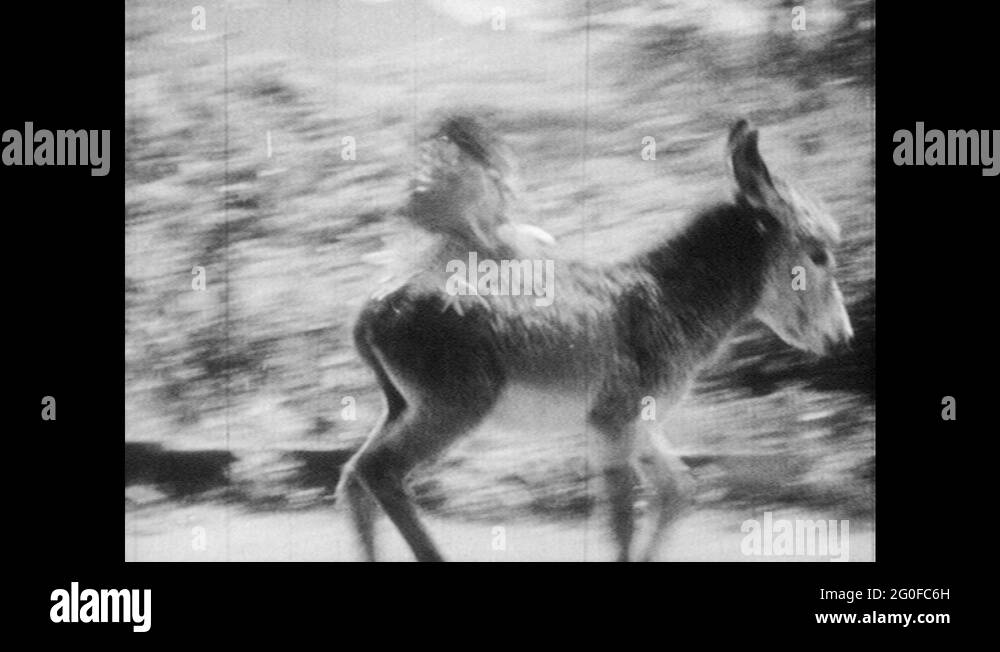 Donkeys back Stock Videos & Footage - HD and 4K Video Clips - Alamy