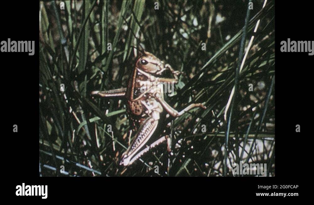 Grasshopper hawk Stock Videos & Footage - HD and 4K Video Clips - Alamy