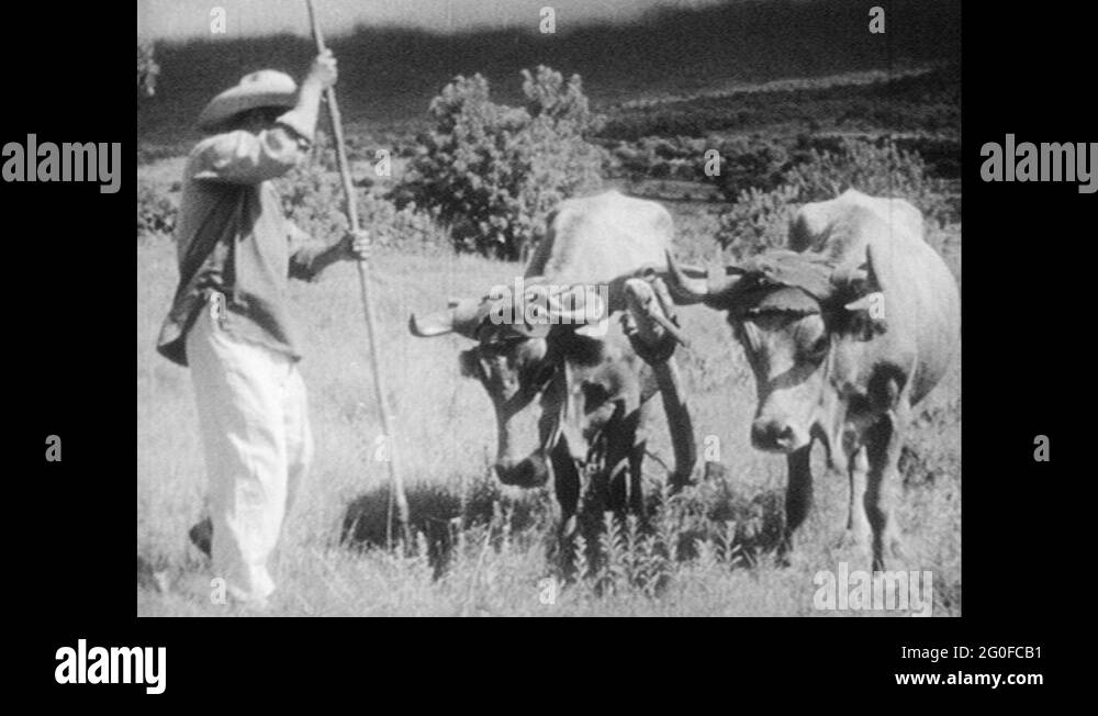 Man and his ox team Stock Videos & Footage - HD and 4K Video Clips - Alamy