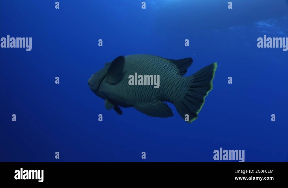 Giant wrasse napoleon fish on dark blue background in Red sea of Egypt ...