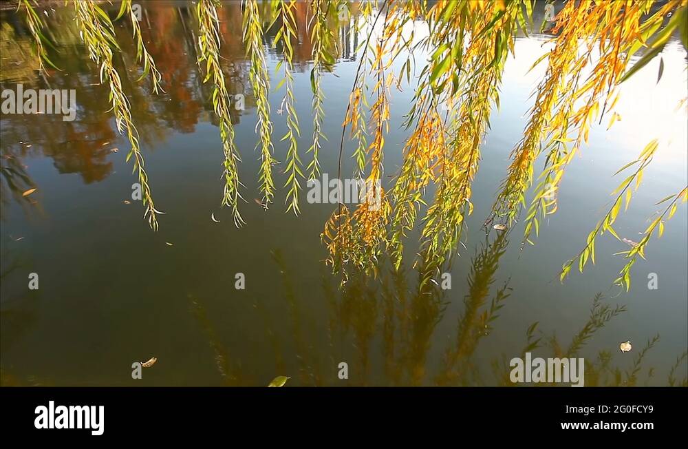 Willow tree over lake Stock Videos & Footage - HD and 4K Video Clips ...