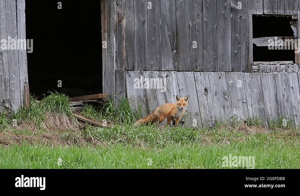 Old fox Stock Videos & Footage - HD and 4K Video Clips - Alamy