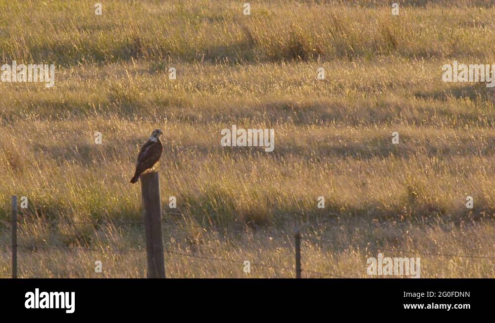 Light hawk Stock Videos & Footage - HD and 4K Video Clips - Alamy