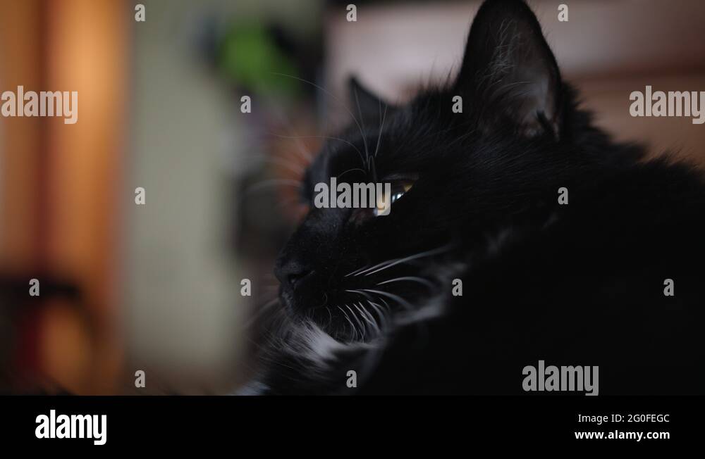 Enlarge Stock Videos & Footage - HD and 4K Video Clips - Alamy