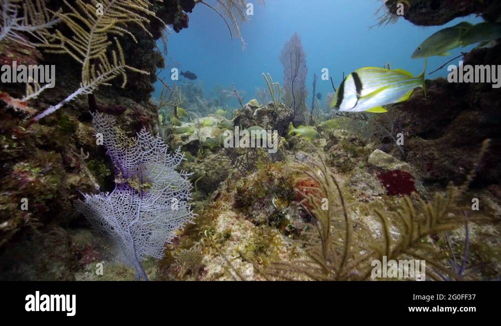 Grouper bahamas fish Stock Videos & Footage - HD and 4K Video Clips - Alamy