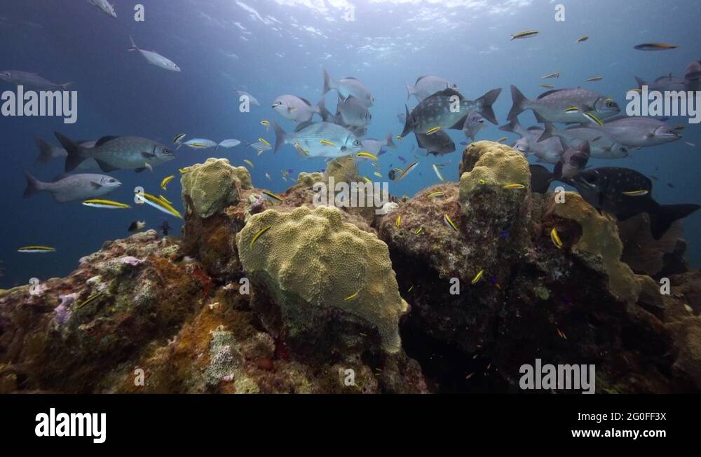 Tropical fish in a cleaning station on a coral reef in the Bahamas ...