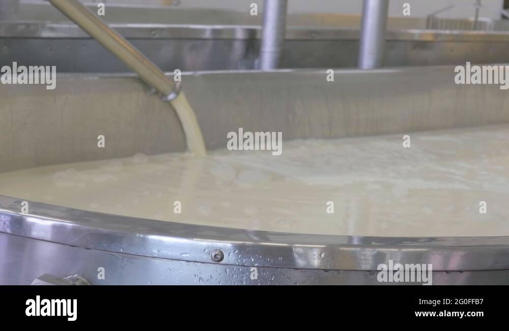 Milk being poured into cheese making vat inside factory for processing ...