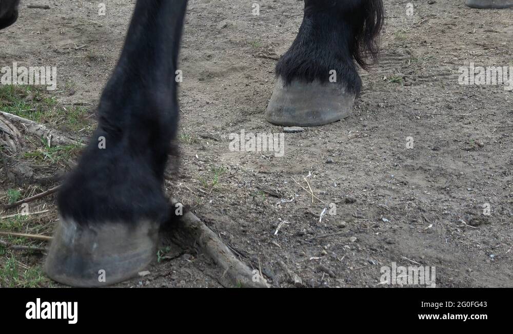 Horse hoof hooves Stock Videos & Footage - HD and 4K Video Clips - Alamy