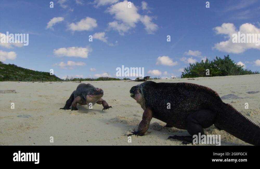 Two Rock Iguanas compete for food - Exuma Island Cyclura cyclura Stock ...