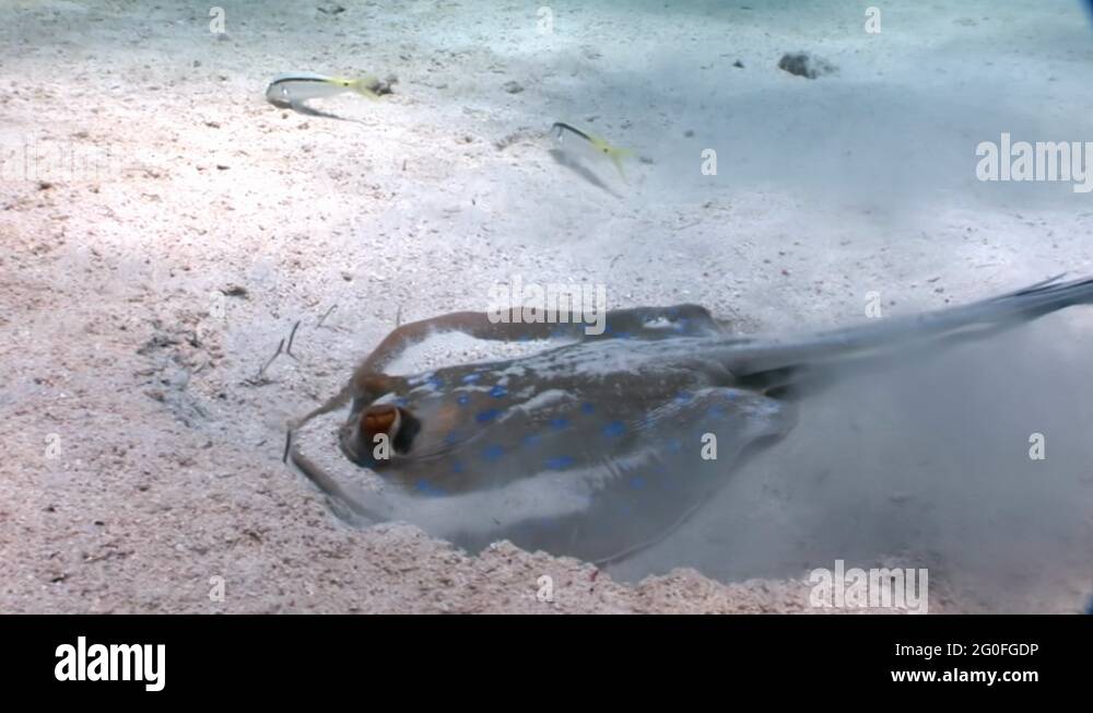 Bluespotted stingray Taeniura Lumma hiding in sand underwater Red sea ...