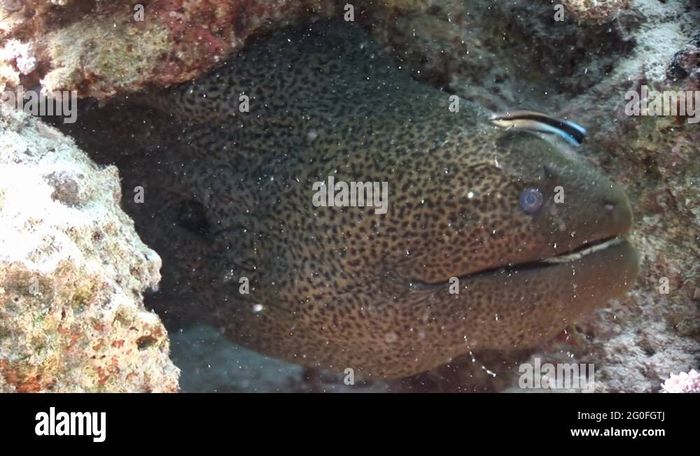 Moray eel egypt Stock Videos & Footage - HD and 4K Video Clips - Alamy