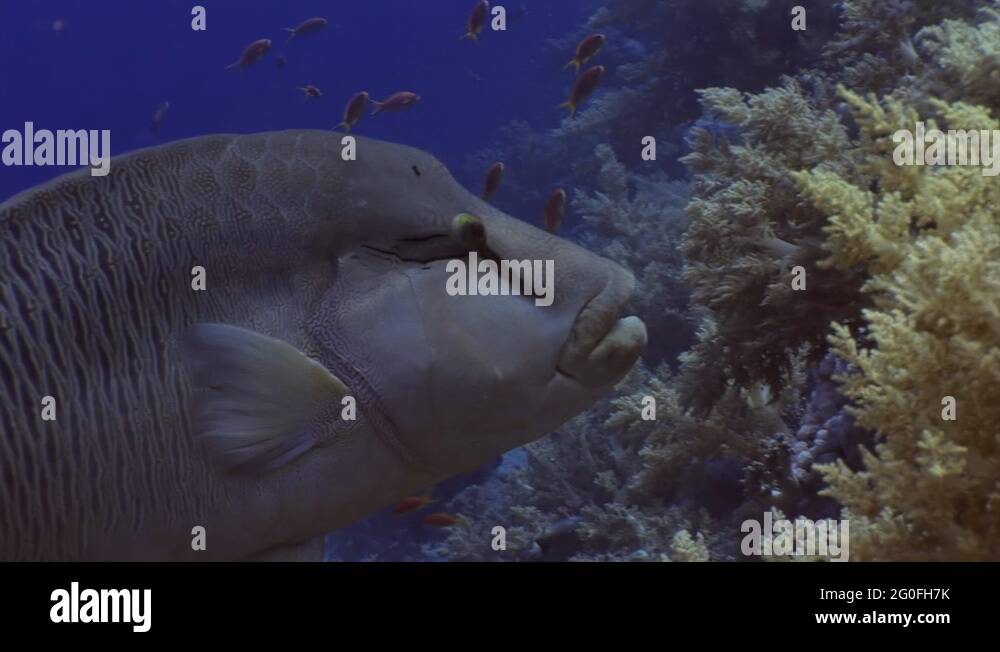 Giant wrasse napoleon fish on dark blue background in Red sea of Egypt ...