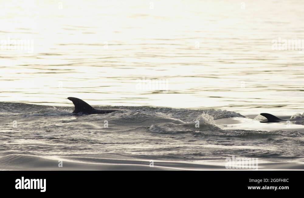 Ocean wet animals Stock Videos & Footage - HD and 4K Video Clips - Alamy