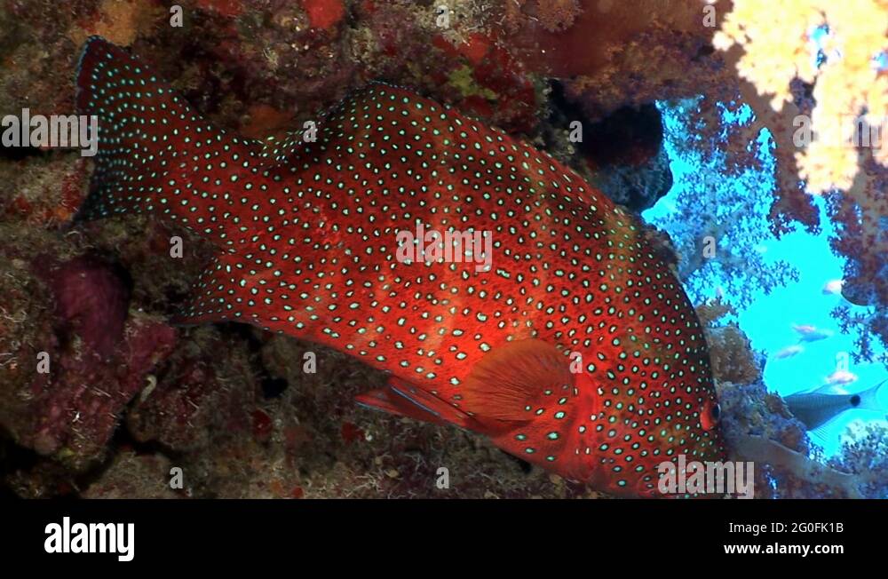 Fish sea underwater grouper Stock Videos & Footage - HD and 4K Video ...
