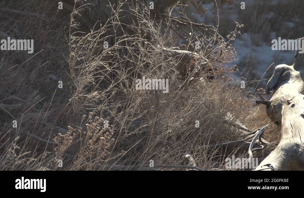 Ice particles Stock Videos & Footage - HD and 4K Video Clips - Alamy