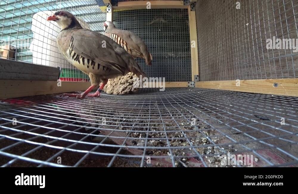 Bird inside a cage Stock Videos & Footage - HD and 4K Video Clips - Alamy